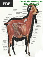 Goat Anatomy and Physiology Overview | PDF | Ruminant | Human Anatomy
