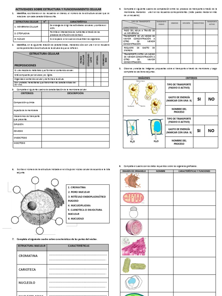 Hojas De Trabajo Sobre La Estructura Celular