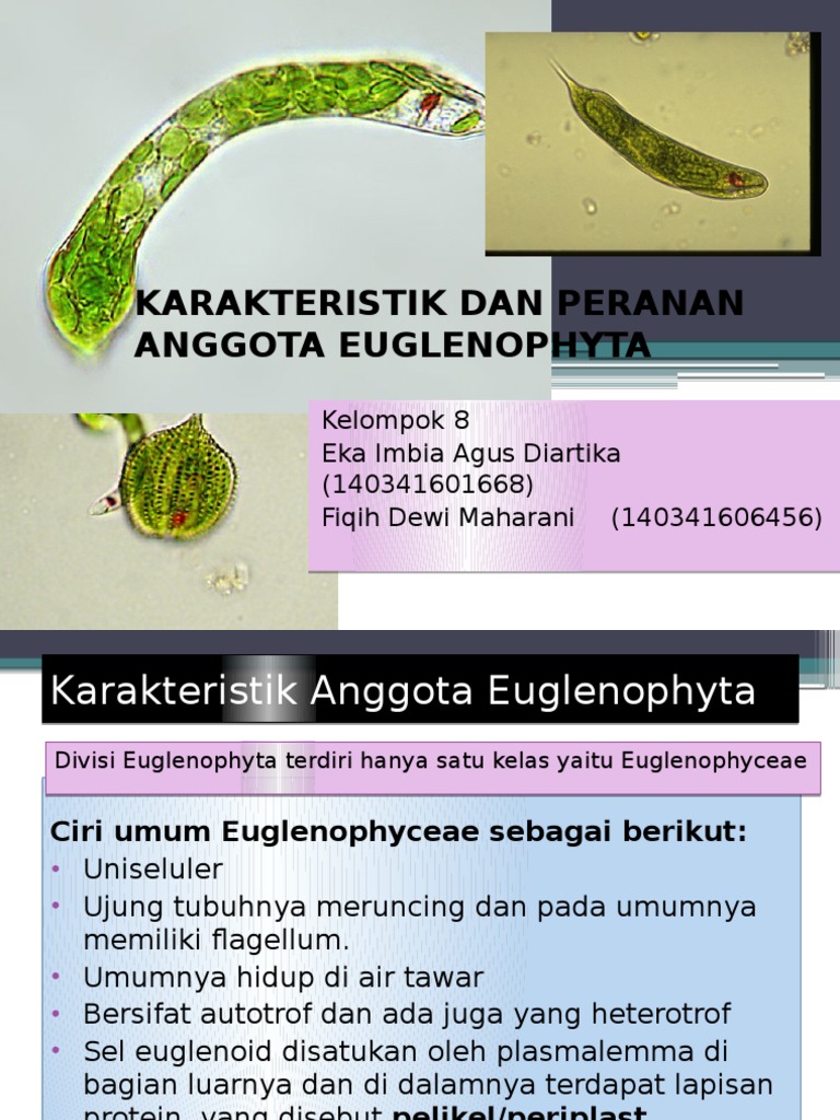 MORFOLOGI DAN REPRODUKSI EUGLENOPHYTA | PDF