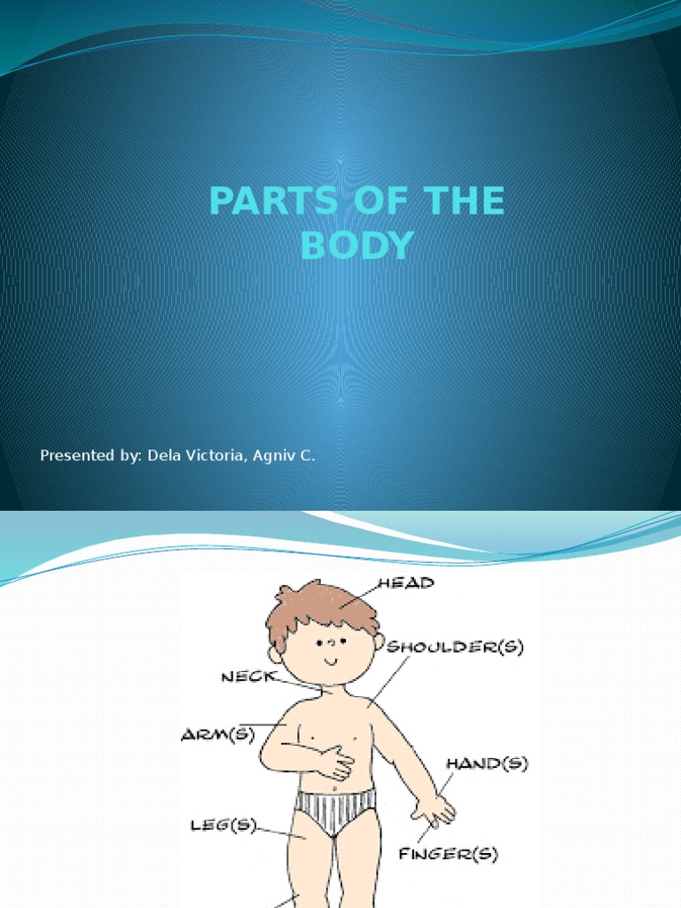 Key Body Parts and Their Functions | PDF | Career & Growth | Language ...