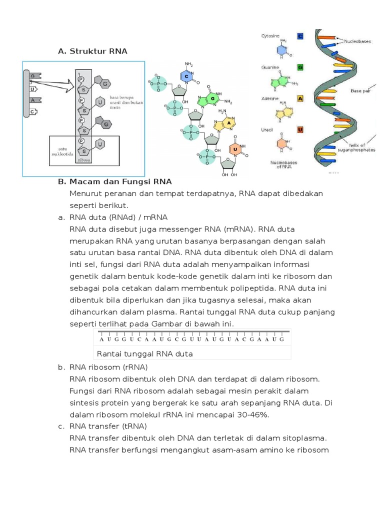 Struktur RNA, Macam, Transkripsi Dan Translasi, Perbedaan Dna Rna | PDF