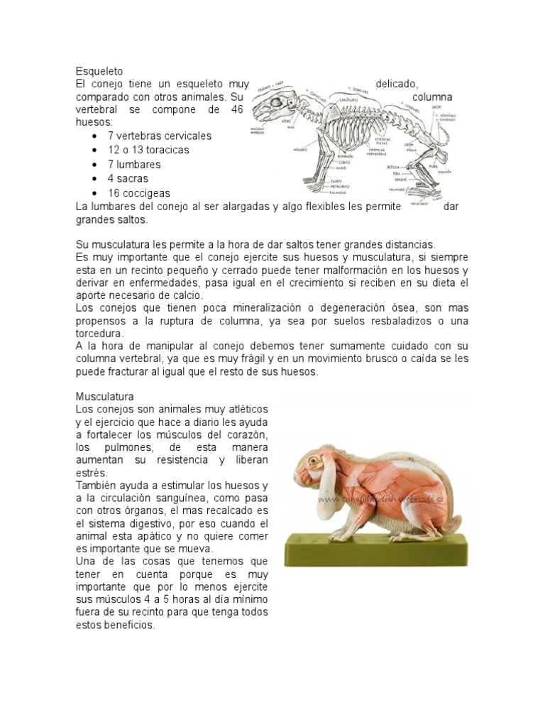 Anatomia Del Conejo | PDF | Hueso | Sistema respiratorio