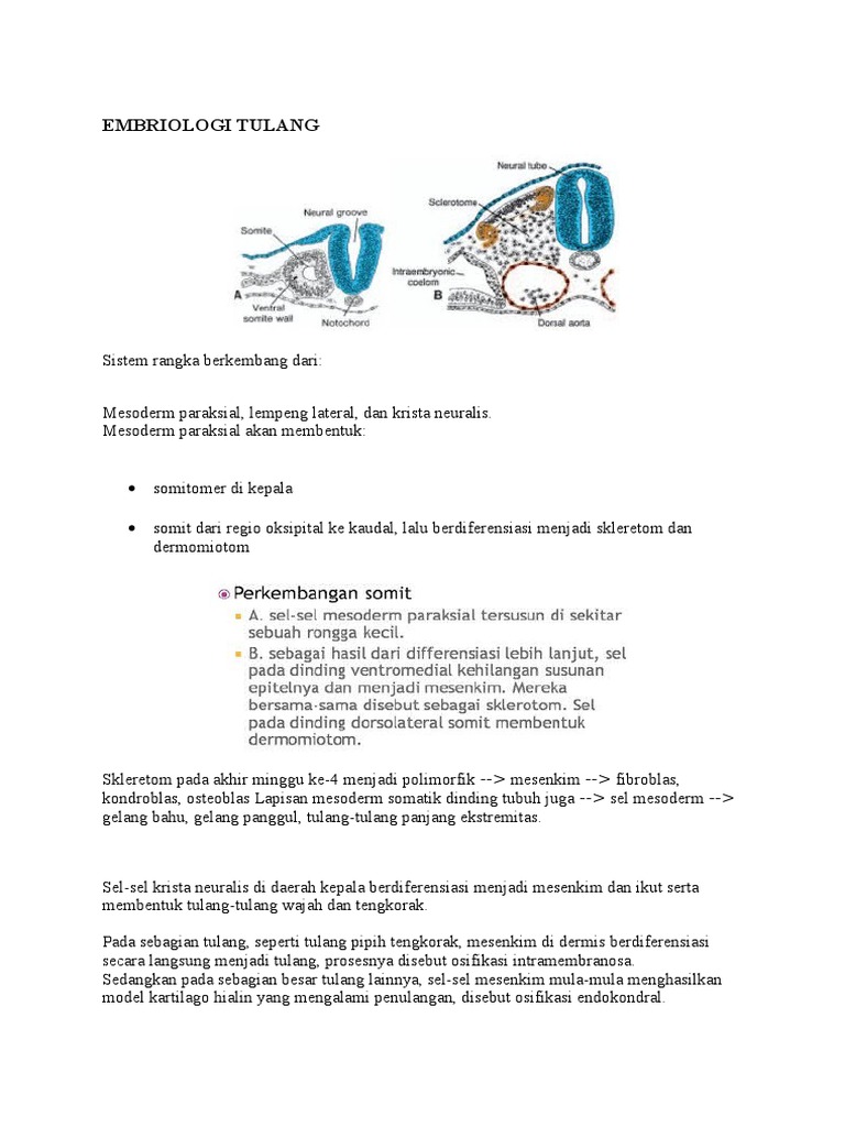 Embriologi Tulang | PDF