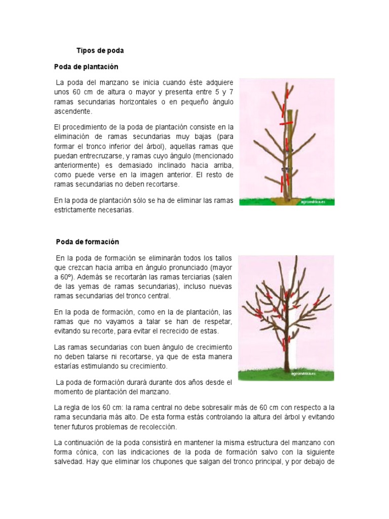 Tipos de Poda | PDF | Arboles | Plantas