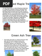 Tree Identification Key Printable: Click Here To Download | PDF ...