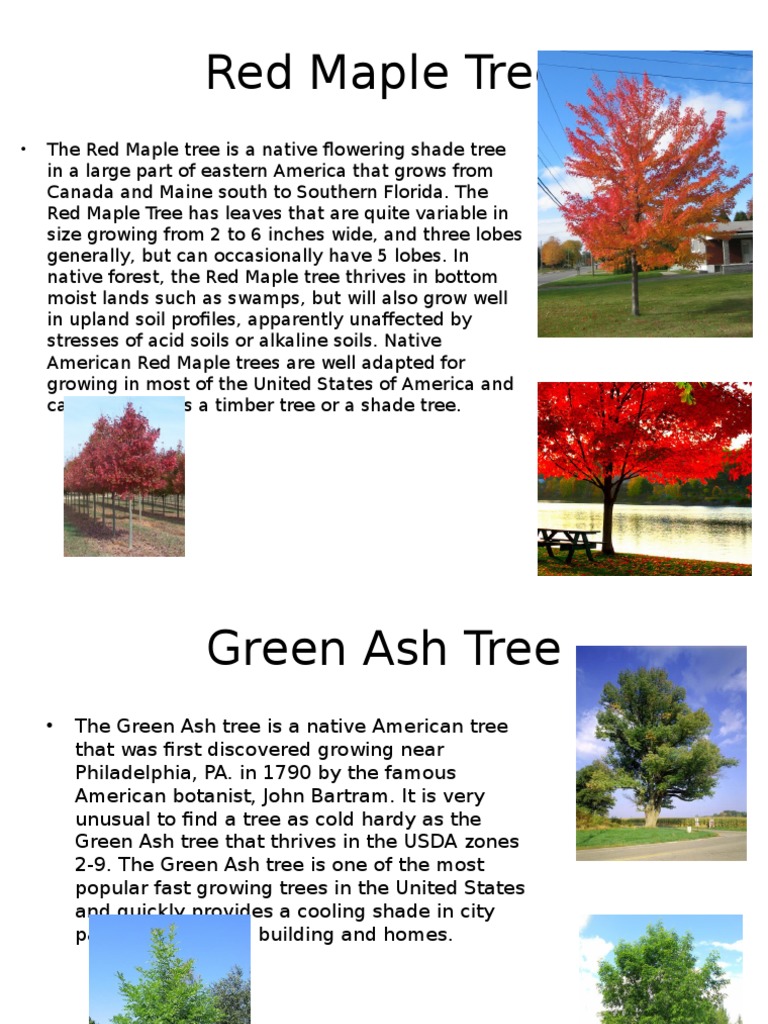 Trees | PDF | Trees | Maple