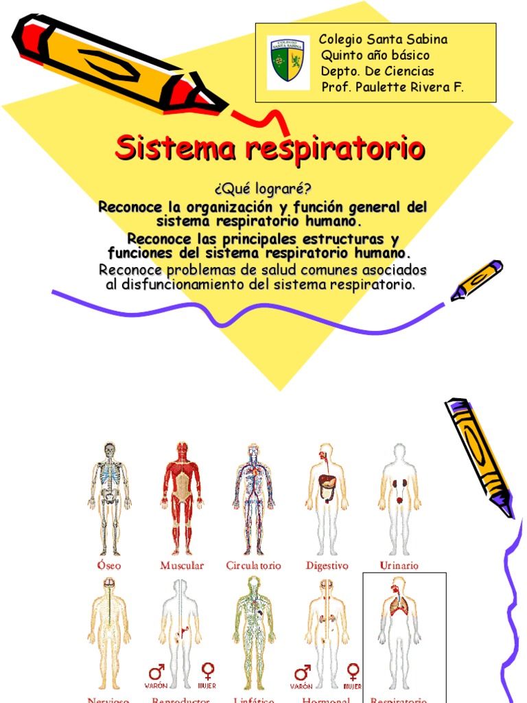 Sistema_respiratorio,_5_básico[1]