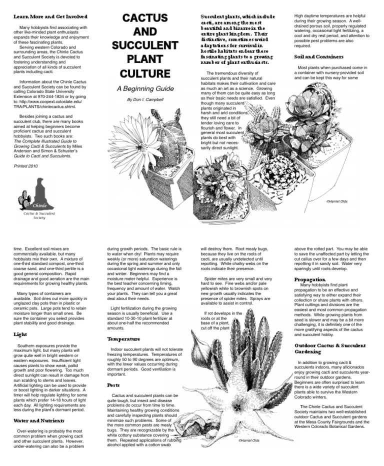 Cactus Care: Light & Water Essentials | PDF | Succulent Plant | Soil