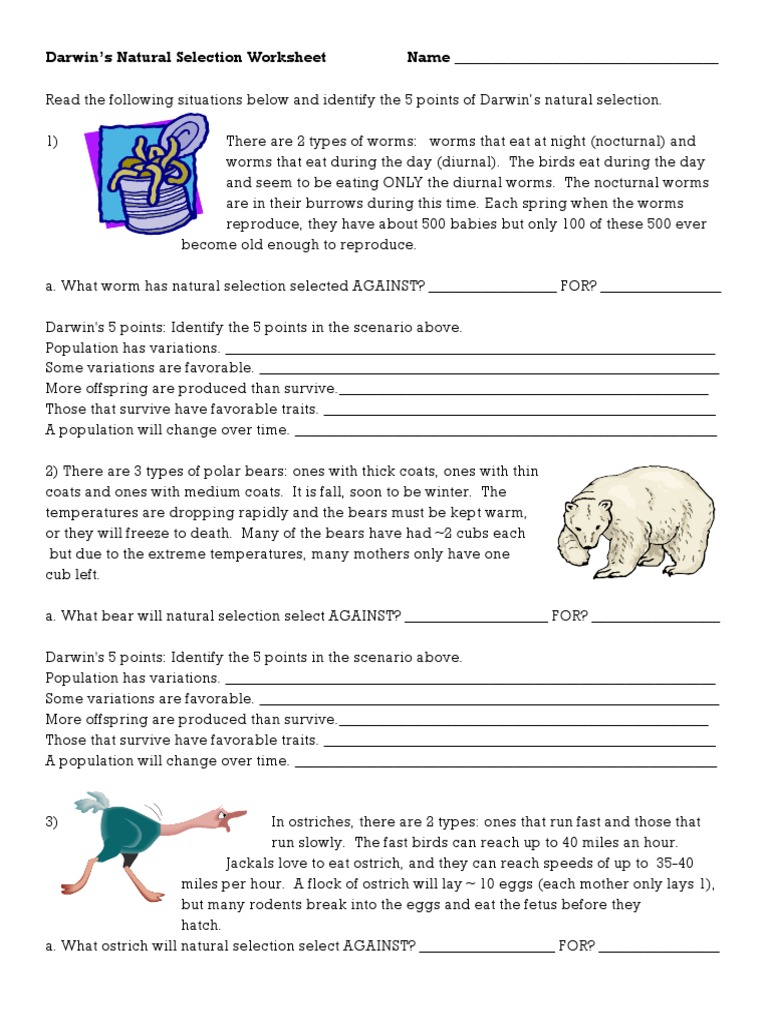 Darwin's Natural Selection Worksheet | PDF | Natural Selection | Bears