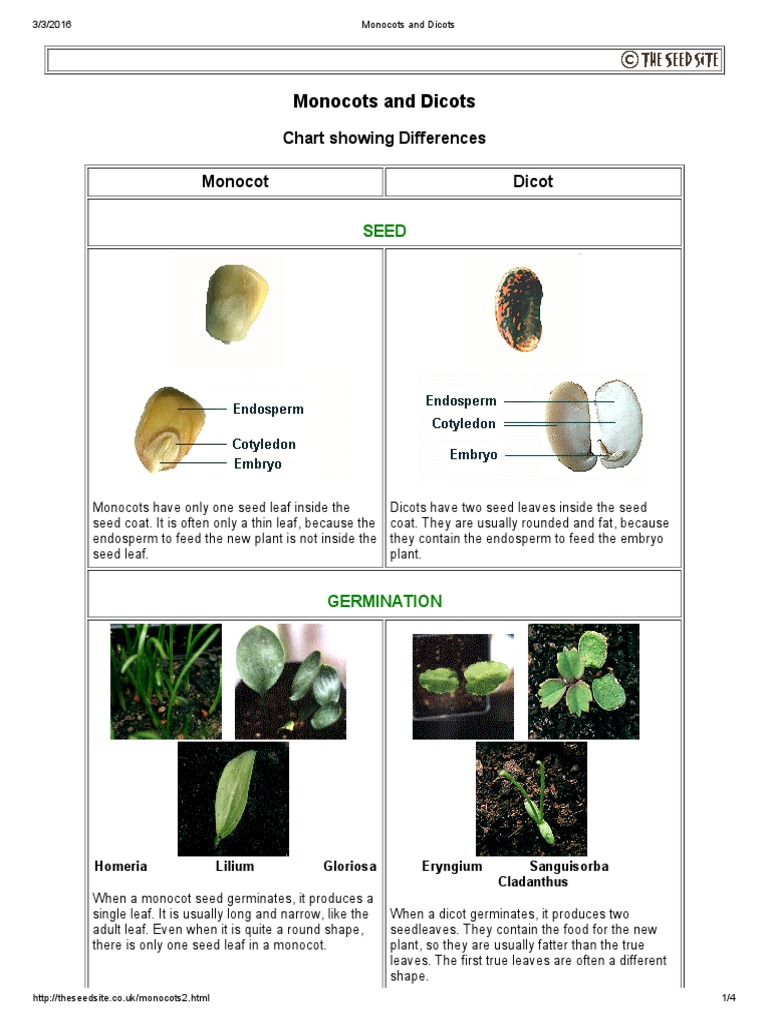 Monocots and Dicots: Chart Showing Differences Monocot Dicot | Download ...