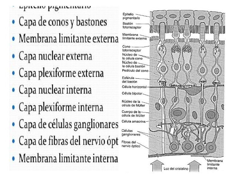 Capas de La Retina | PDF