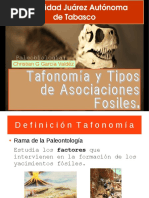 Procesos de Fosilización y Tafonomía | PDF | Fósil | Paleontología