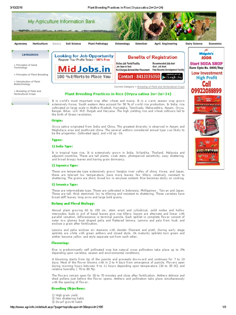 Rice Plant Breeding Practices Explained | PDF | Rice | Flowers