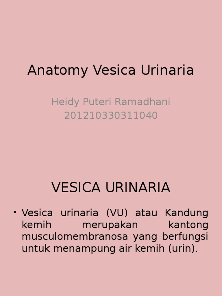 Anatomy Vesica Urinaria | PDF