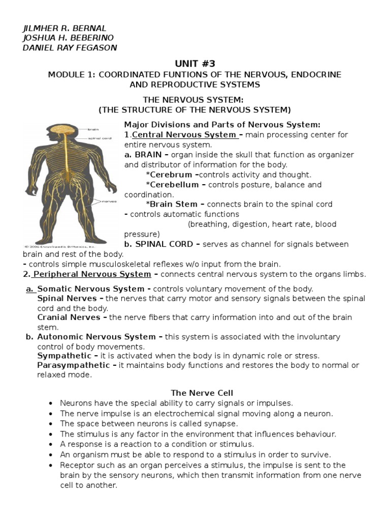Nervous System Endocrine System and Reproductive System | PDF | Nervous ...