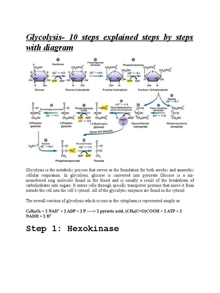 10 Steps Glycolysis Explained | PDF | Glycolysis | Cellular Respiration