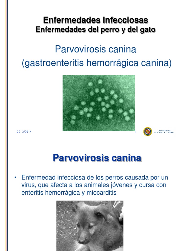 Parvovirosis Canina | PDF | Virus | Diarrea