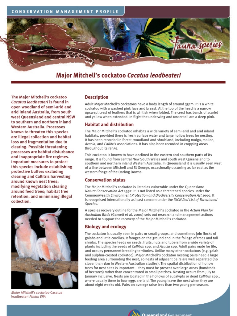 Major Mitchells Cockatoo Pdf Business