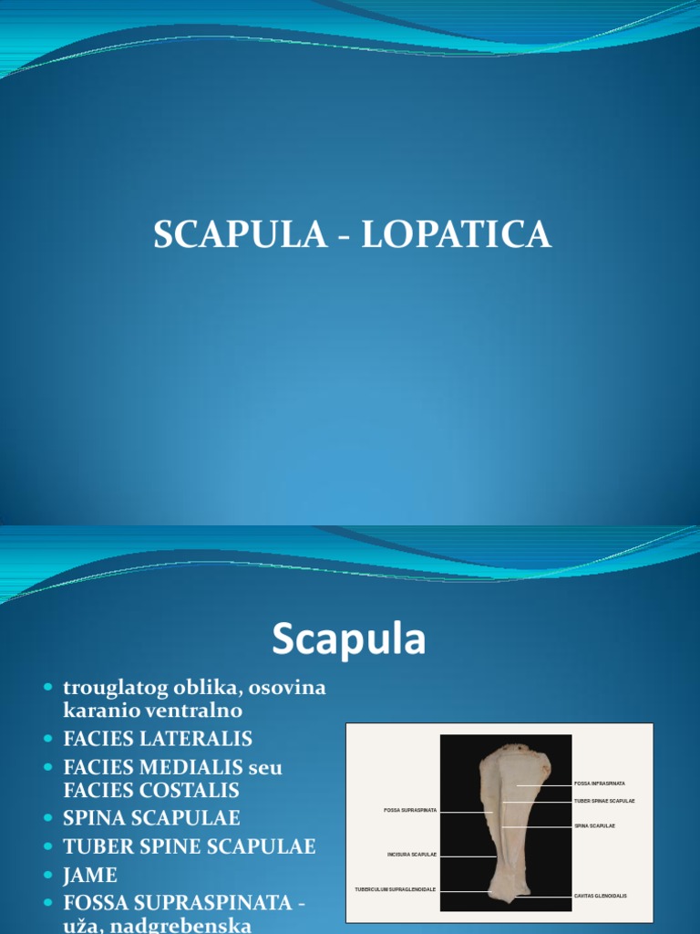 Kosti Prednje Noge Anatomija Zivotinja | PDF