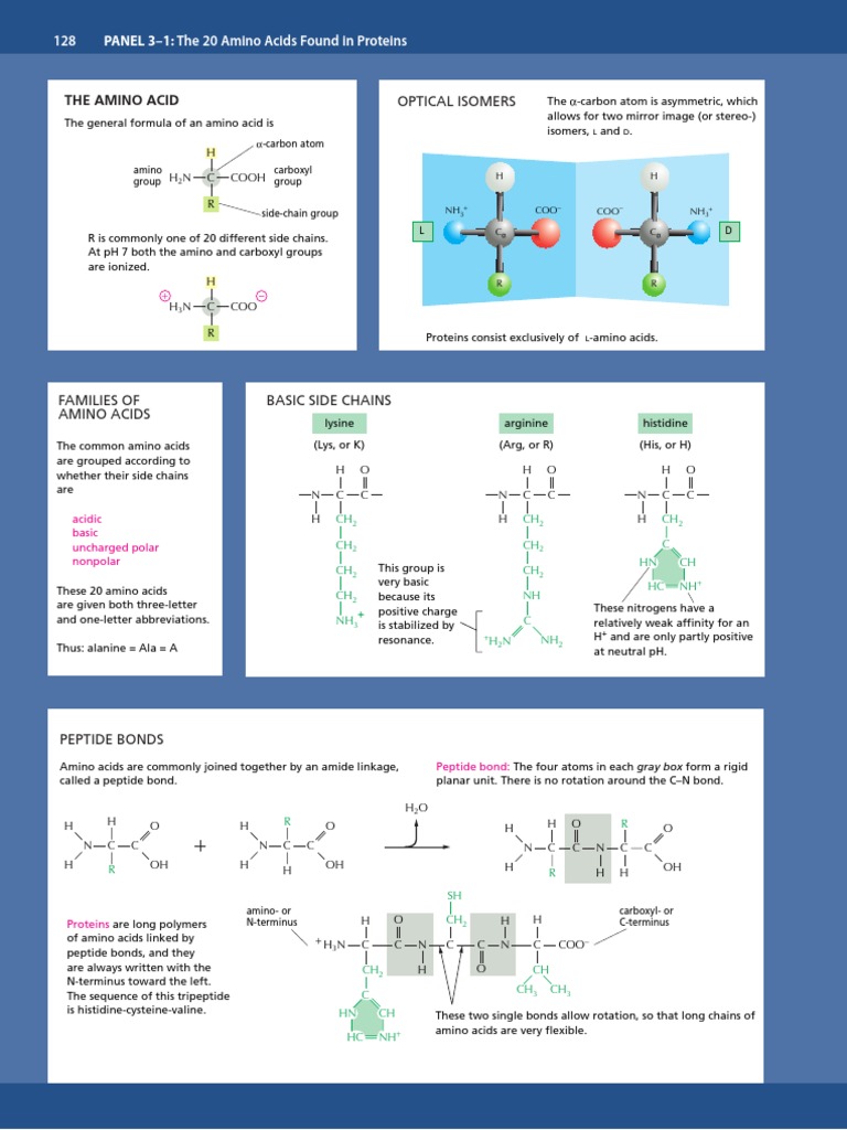 The Amino Acid: Optical Isomers | PDF | Alanine | Amino Acid