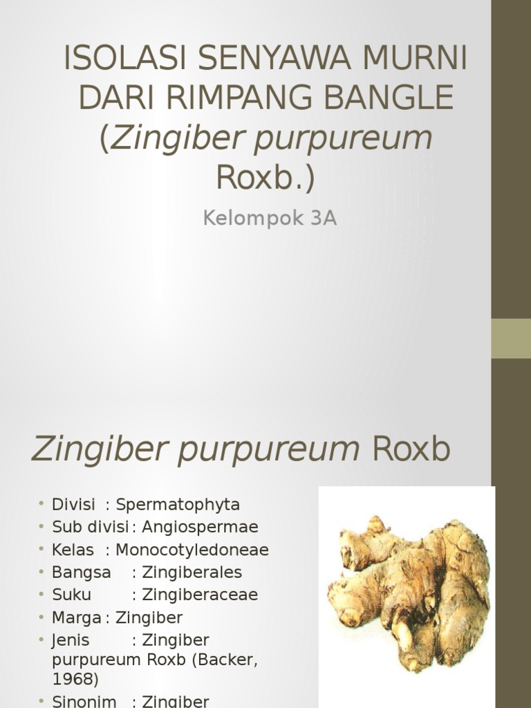 Isolasi Senyawa Murni Dari Rimpang Bangle | PDF