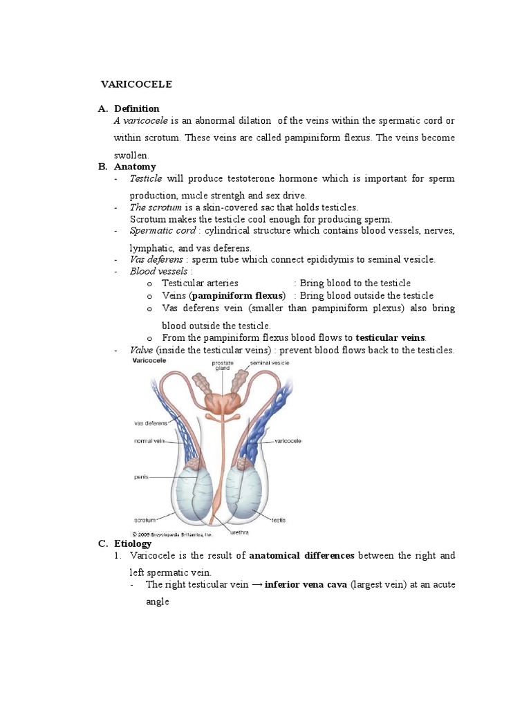 Varicocele | PDF | Vein | Testicle