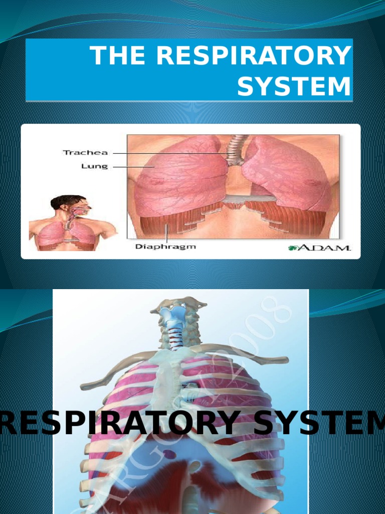 The Respiratory System (Intro) | PDF | Respiratory Tract | Respiratory ...