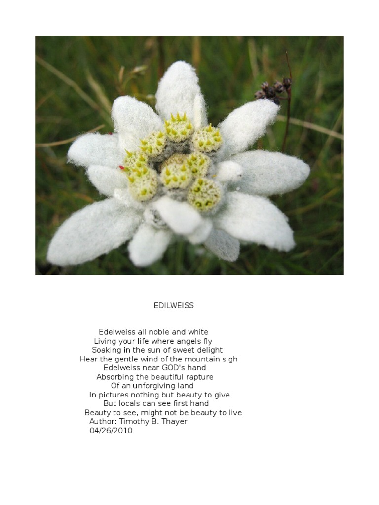 Alpine Beauty and Challenges | PDF