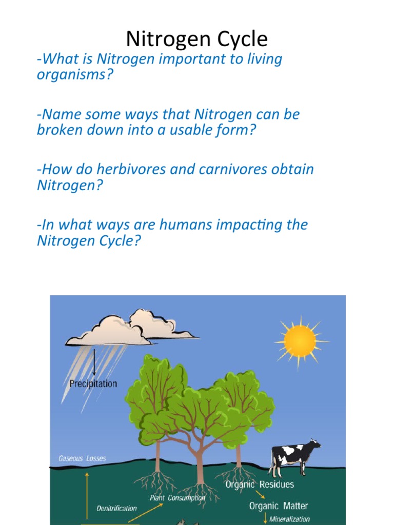 Nitrogen Cycle Comic Strip | PDF | Comic Strips