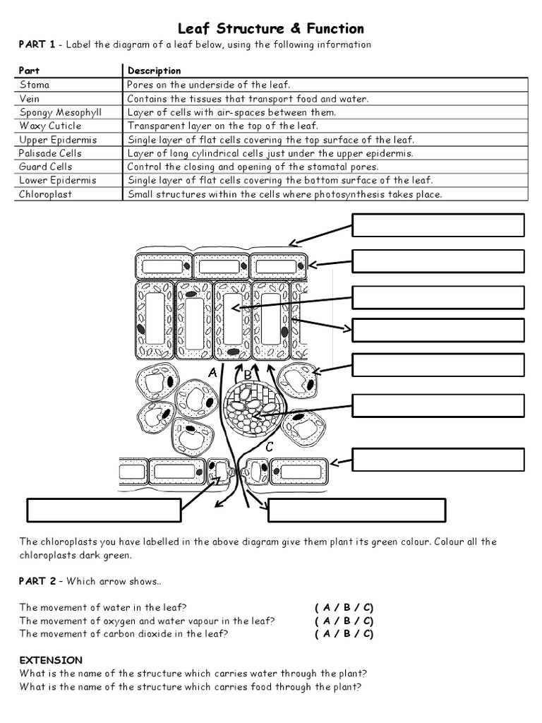 Leaf Structure Worksheet | PDF | Stoma | Leaf