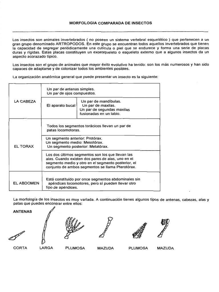 Actividad Taxonomia de Insectos | PDF | Taxa | Clasificación cientifica
