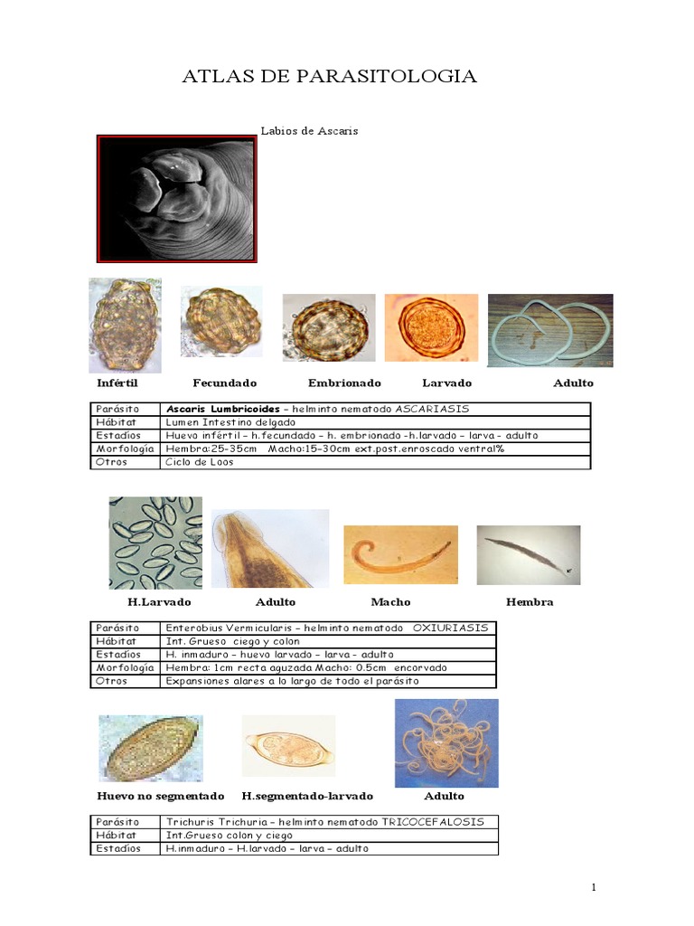 Atlas de Parasitologia | Plasmodium Falciparum | Microbiología