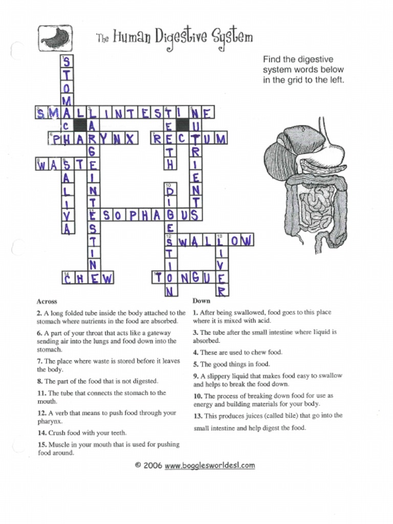 Digestive System - Word Search & Crossword | PDF | Word Puzzles | Puzzles