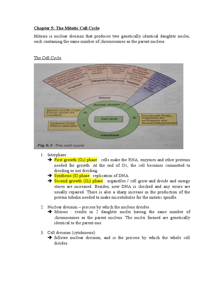 Chapter 5: The Mitotic Cell Cycle | PDF | Mitosis | Cell Potency