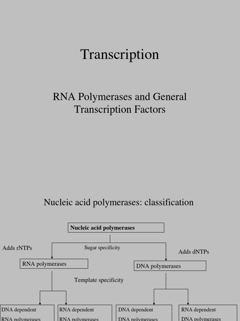 Transcription: RNA Polymerases and General Transcription Factors | PDF ...
