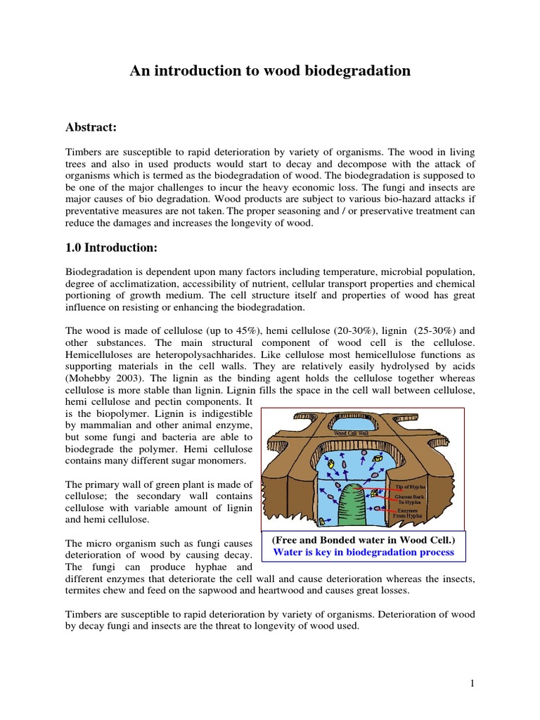 An In-Depth Look at the Biodegradation of Wood: Causes, Types of Decay ...