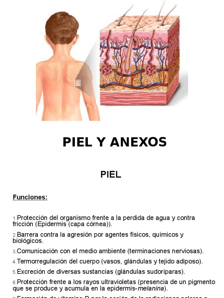 Piel y Anexos | PDF | Epidermis | Piel