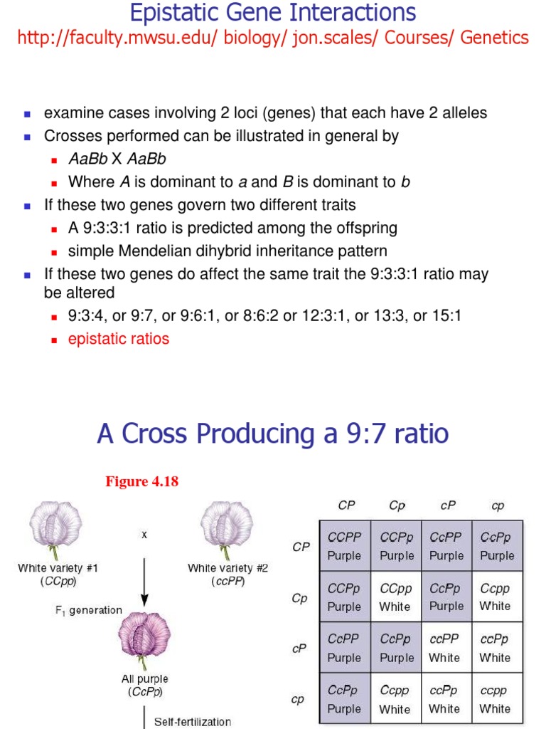 Understanding Epistatic Gene Interactions Through Examination of Ratios ...
