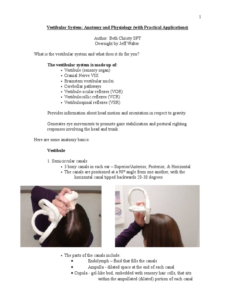 Revised Vestibular System 1 | PDF | Vestibular System | Sensory Organs