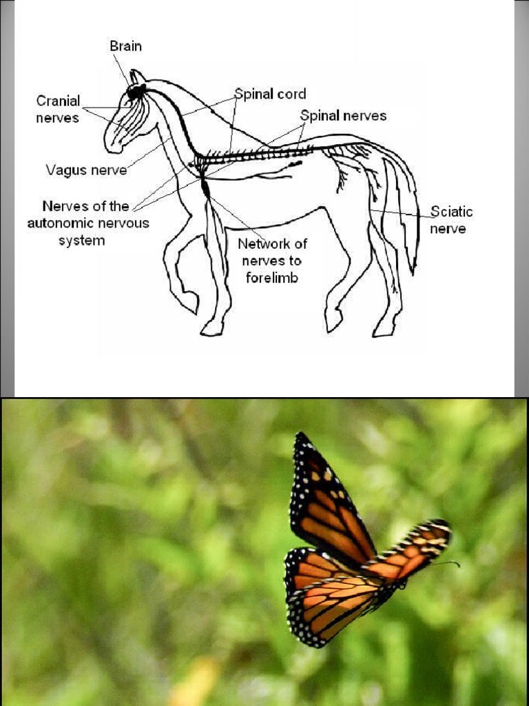 Animal Senses.ppt | Senses | Eye | Free 30-day Trial | Scribd