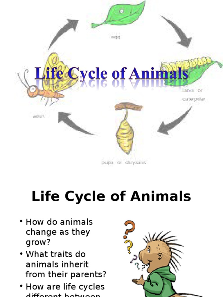 Animal Life Cycles Explained | PDF | Egg | Frog