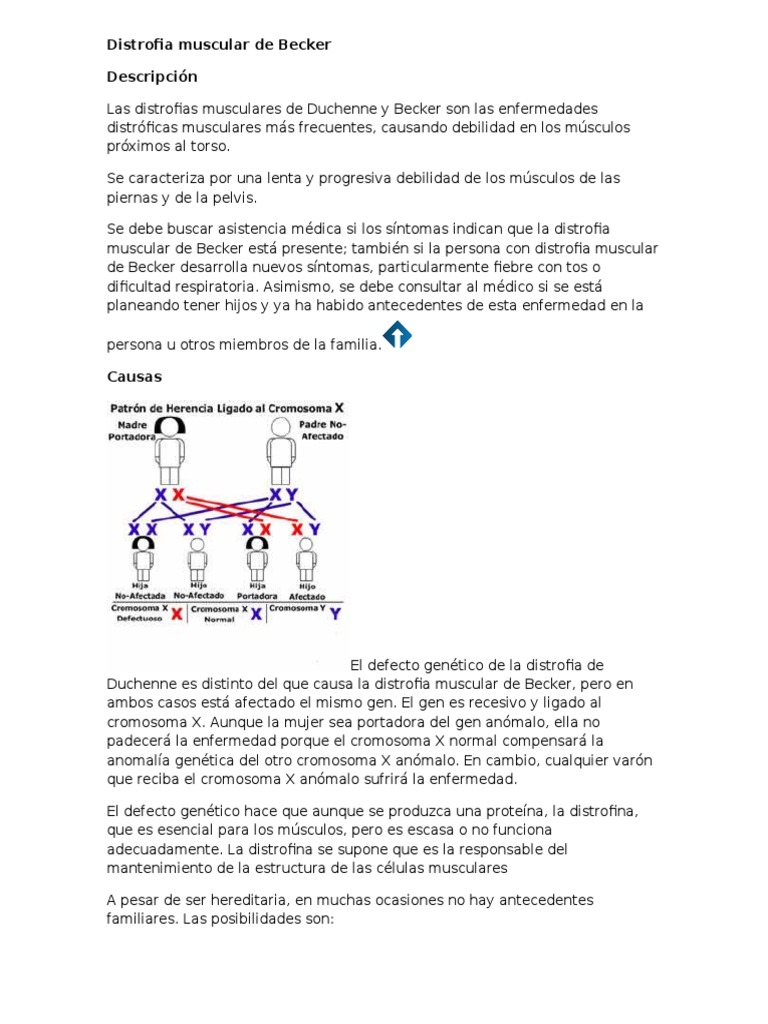 Distrofia Muscular de Becker | Mutación | Músculo