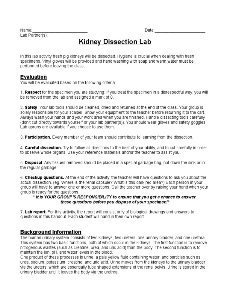 Kidney Dissection Lab: Evaluation | PDF | Kidney | Urine