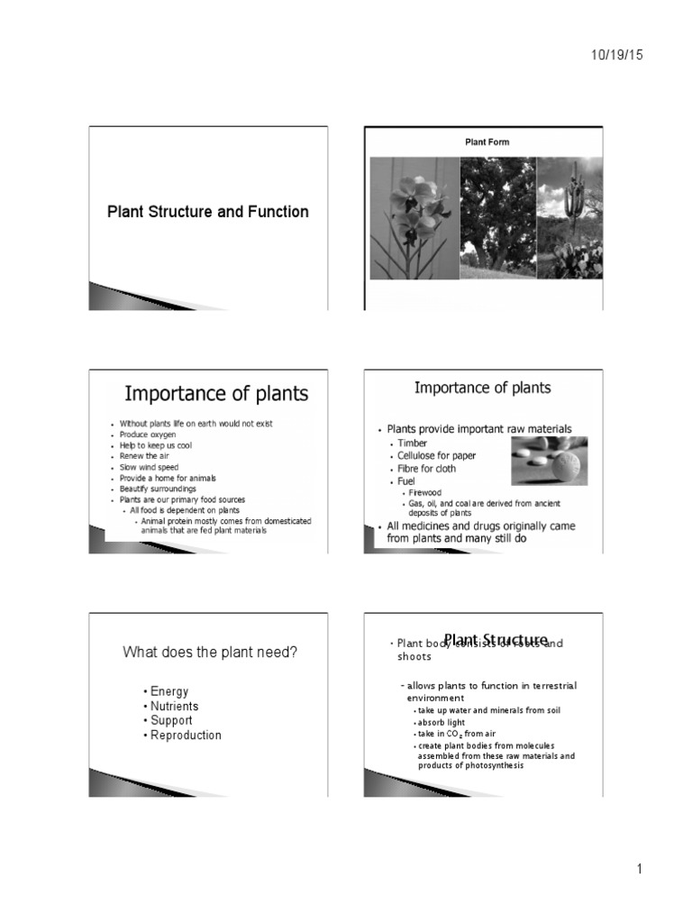 4-Plant Structure and Function | PDF | Plant Stem | Plants