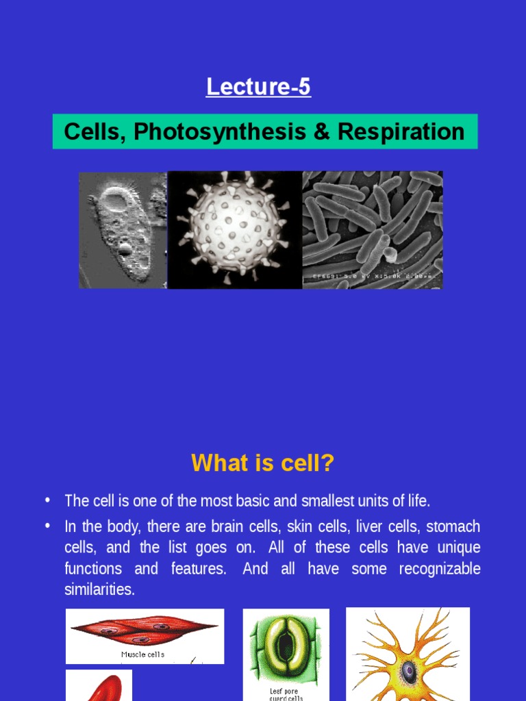 Cells, Photosynthesis & Respiration | Download Free PDF | Cell (Biology ...