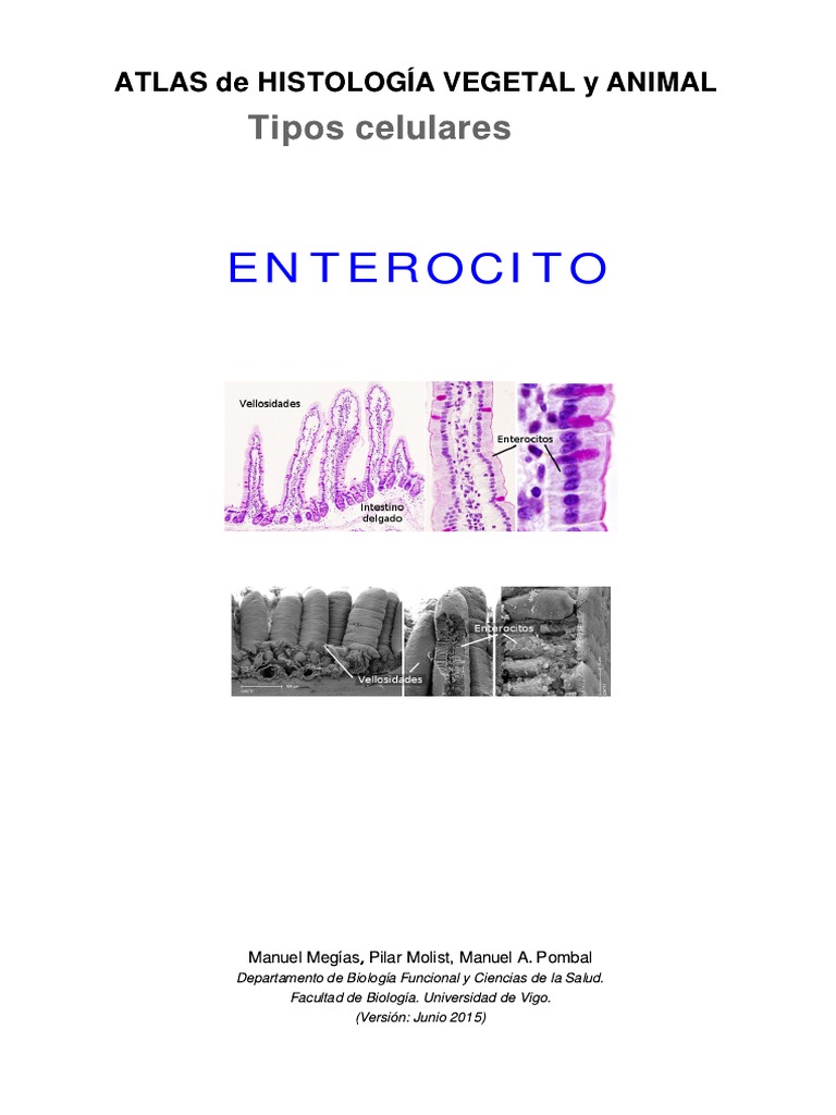 Estructura y funciones de los enterocitos | PDF | Digestión | Epitelio
