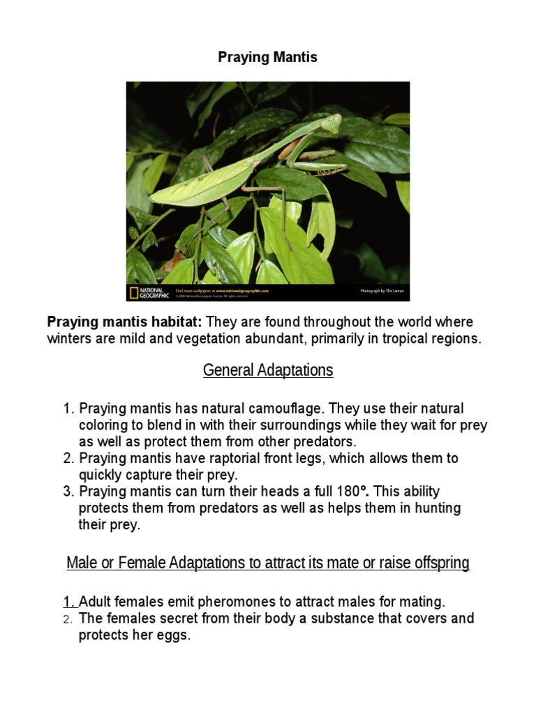 Praying Mantis | PDF