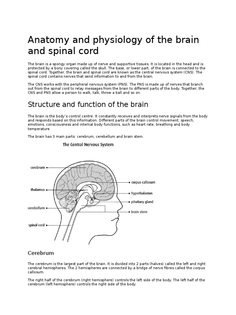 Anatomy and Physiology of The Brain and Spinal Cord | PDF | Central ...