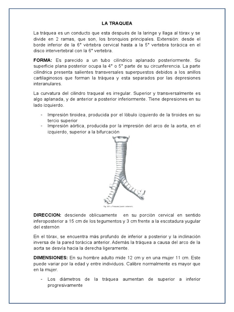 Anatomía y Función de la Tráquea | PDF | Timo | Tiroides