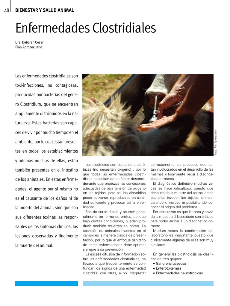 Enfermedades Clostridiales | PDF